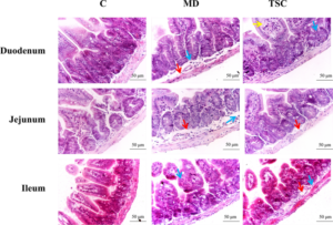 Small Intestine Histology Explained: From Basic Structure to Clinical ...